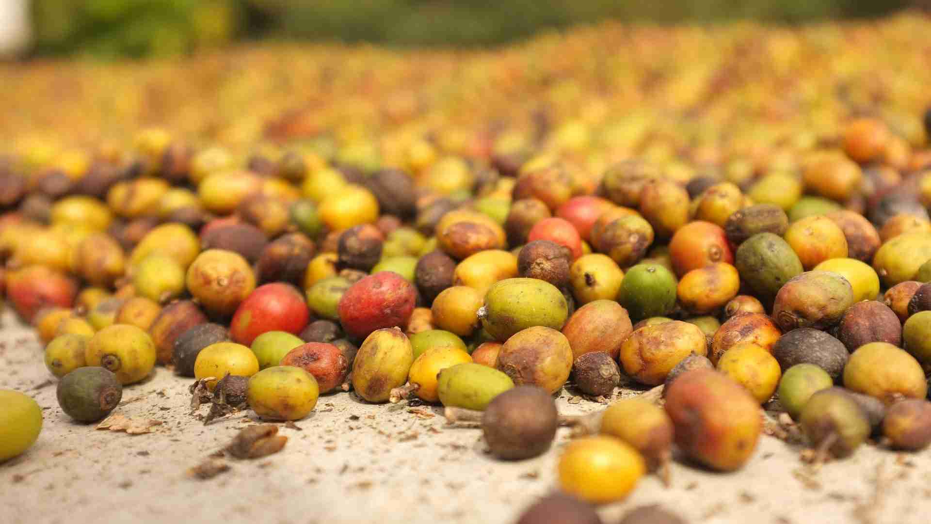 Climate Change Destroying the Coffee Industry - Coffee Informer