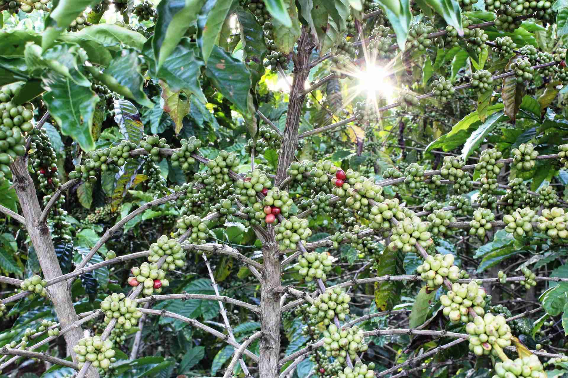 Climate Change Destroying the Coffee Industry - Coffee Informer